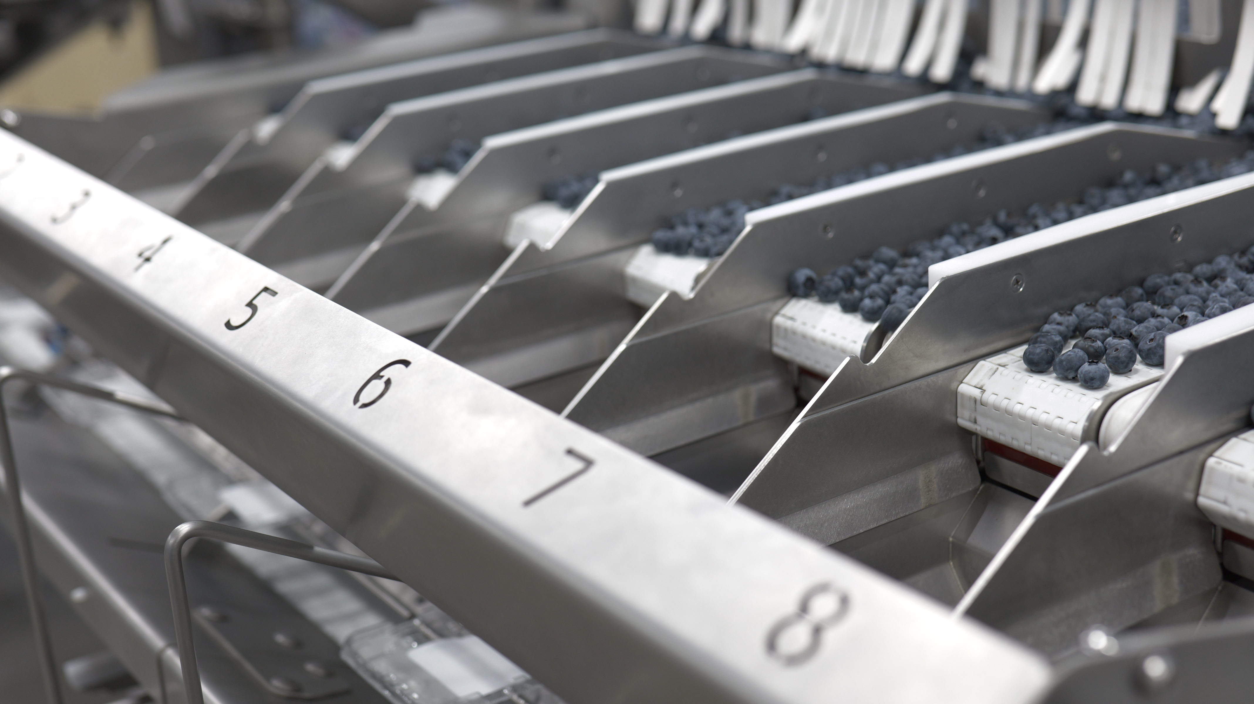 TOMRA Blueberry Packing & Filling | Efficient Solutions | TOMRA