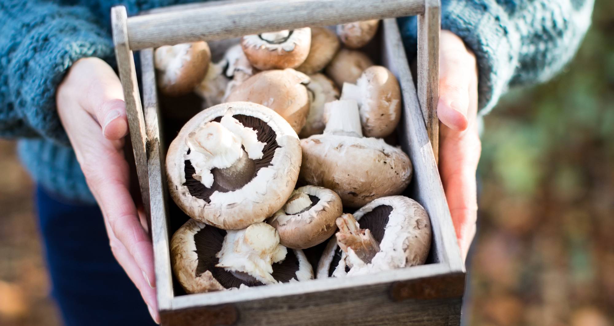 Mushroom sorting machines | TOMRA