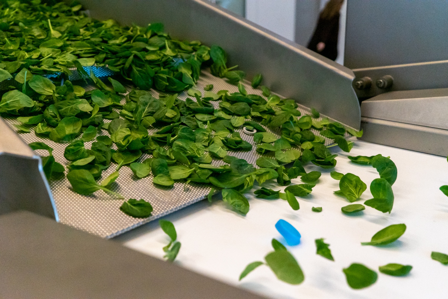 Industrial spinach sorting machines – Optical sorting | TOMRA