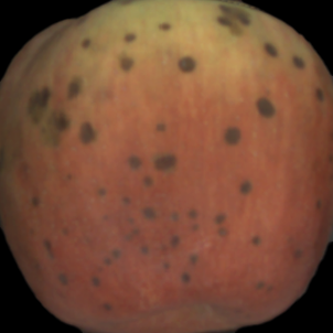 Apple Defects & Blemishes Guide | TOMRA