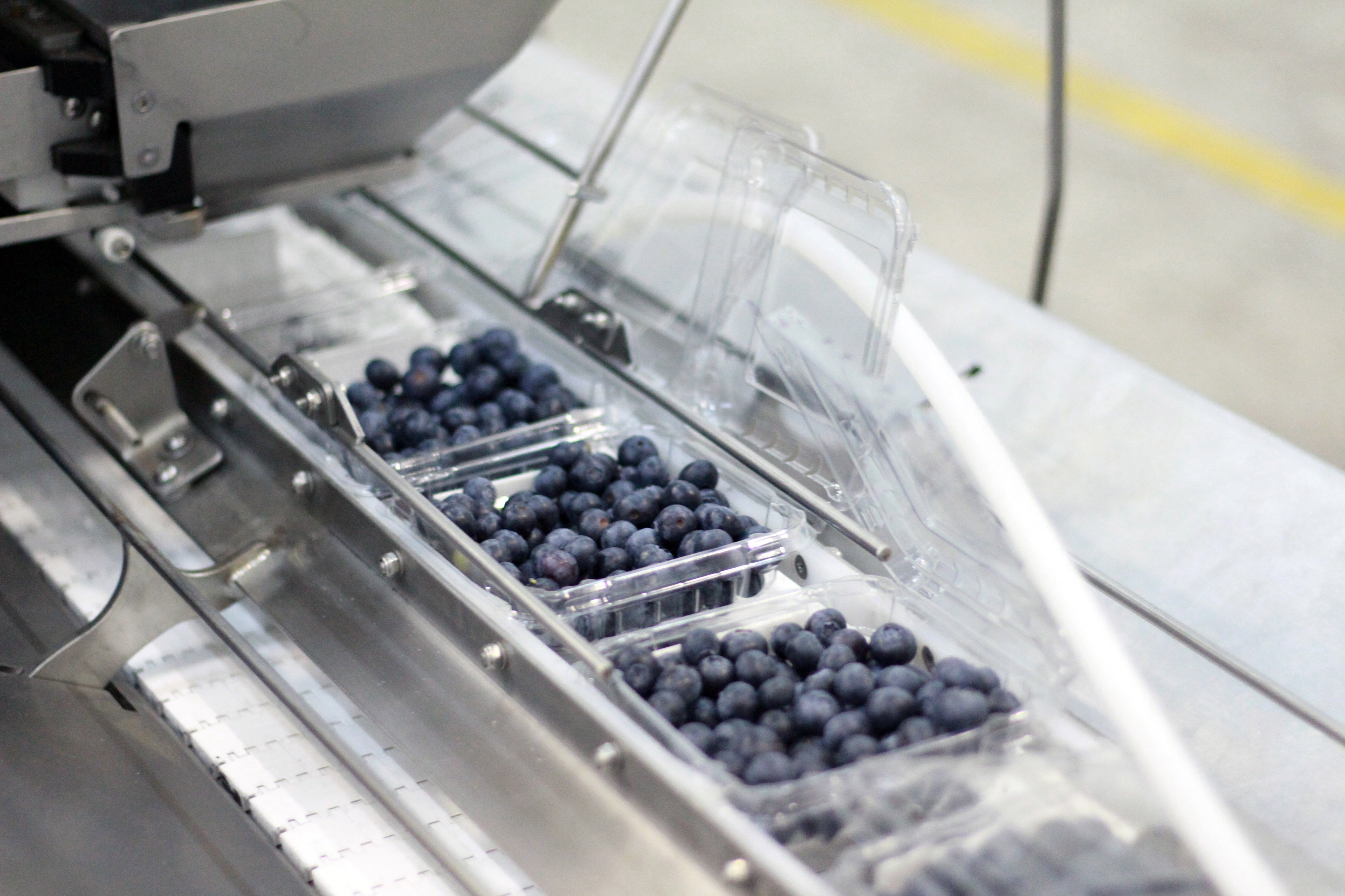 Blueberry Packhouses: Modern Grading & Packing Solutions | TOMRA