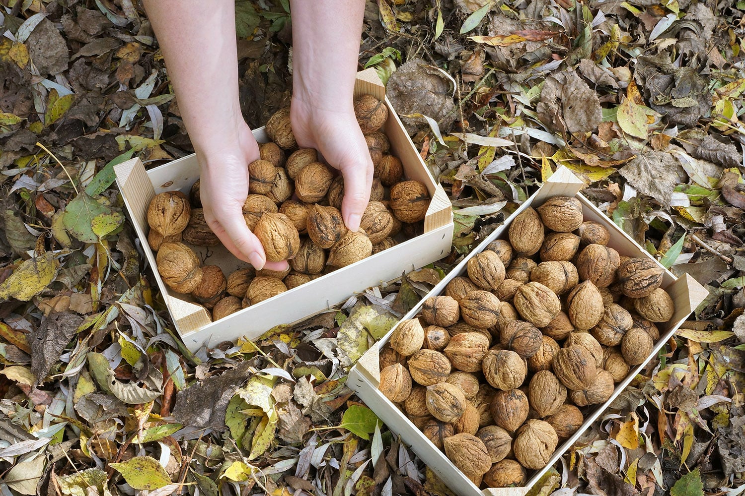 How nut processors can gain from the latest sorting technologies | TOMRA