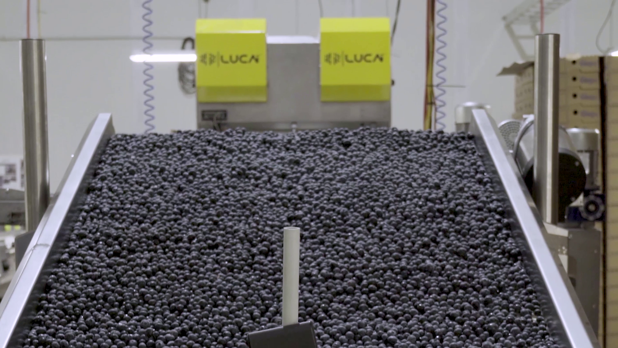 Fruit sorting and grading | TOMRA